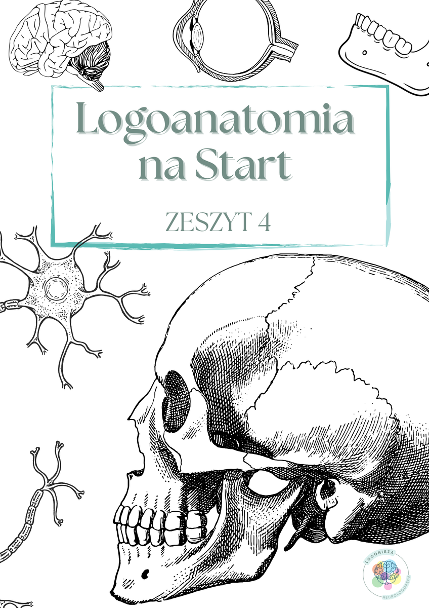 Logoanatomia na start. Potylica – educastore.pl